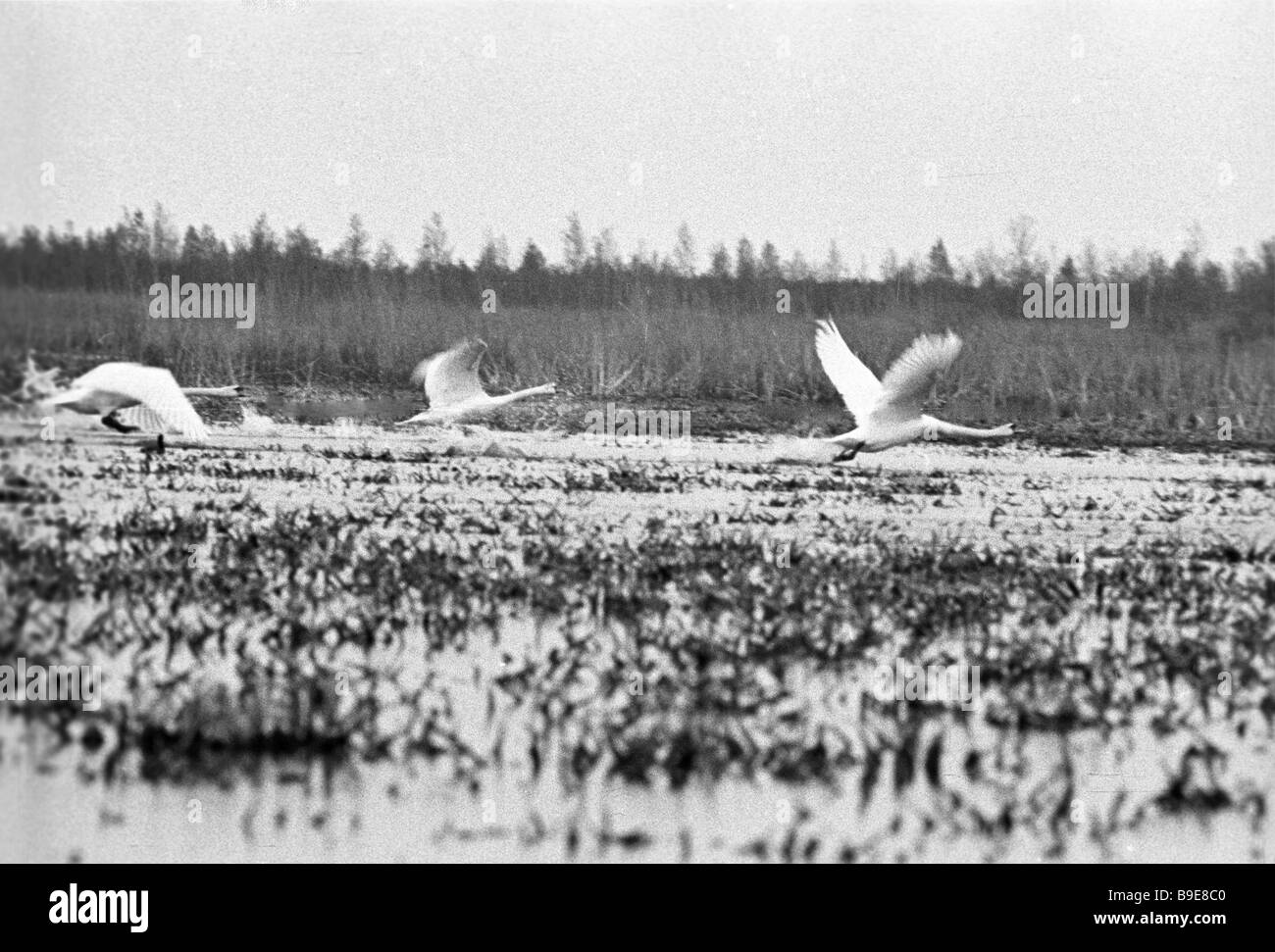 Swans in the Zuvintas nature reserve Stock Photo - Alamy