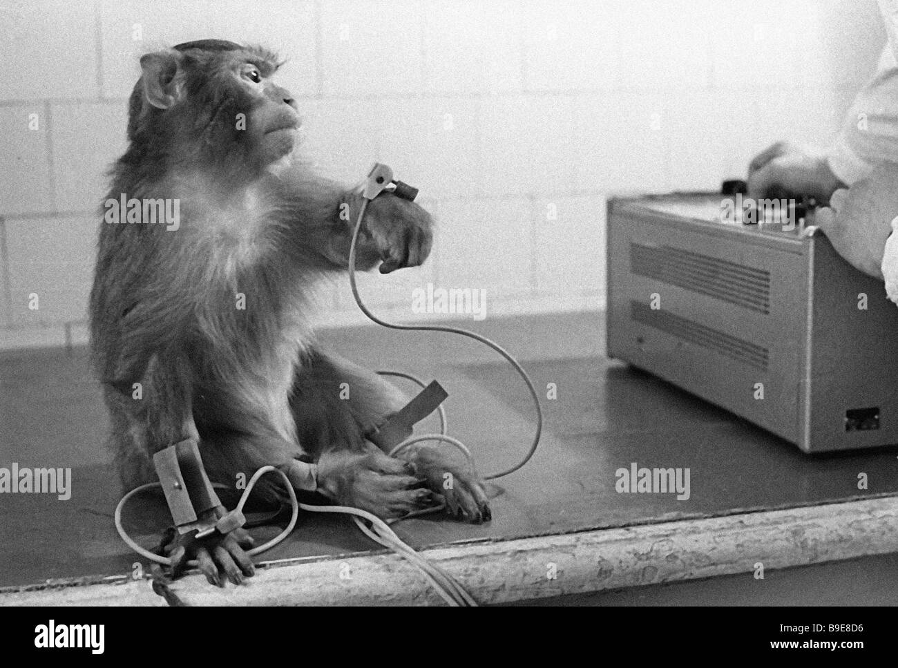 Veterinary doctor examines monkey at Moscow Zoo Stock Photo - Alamy