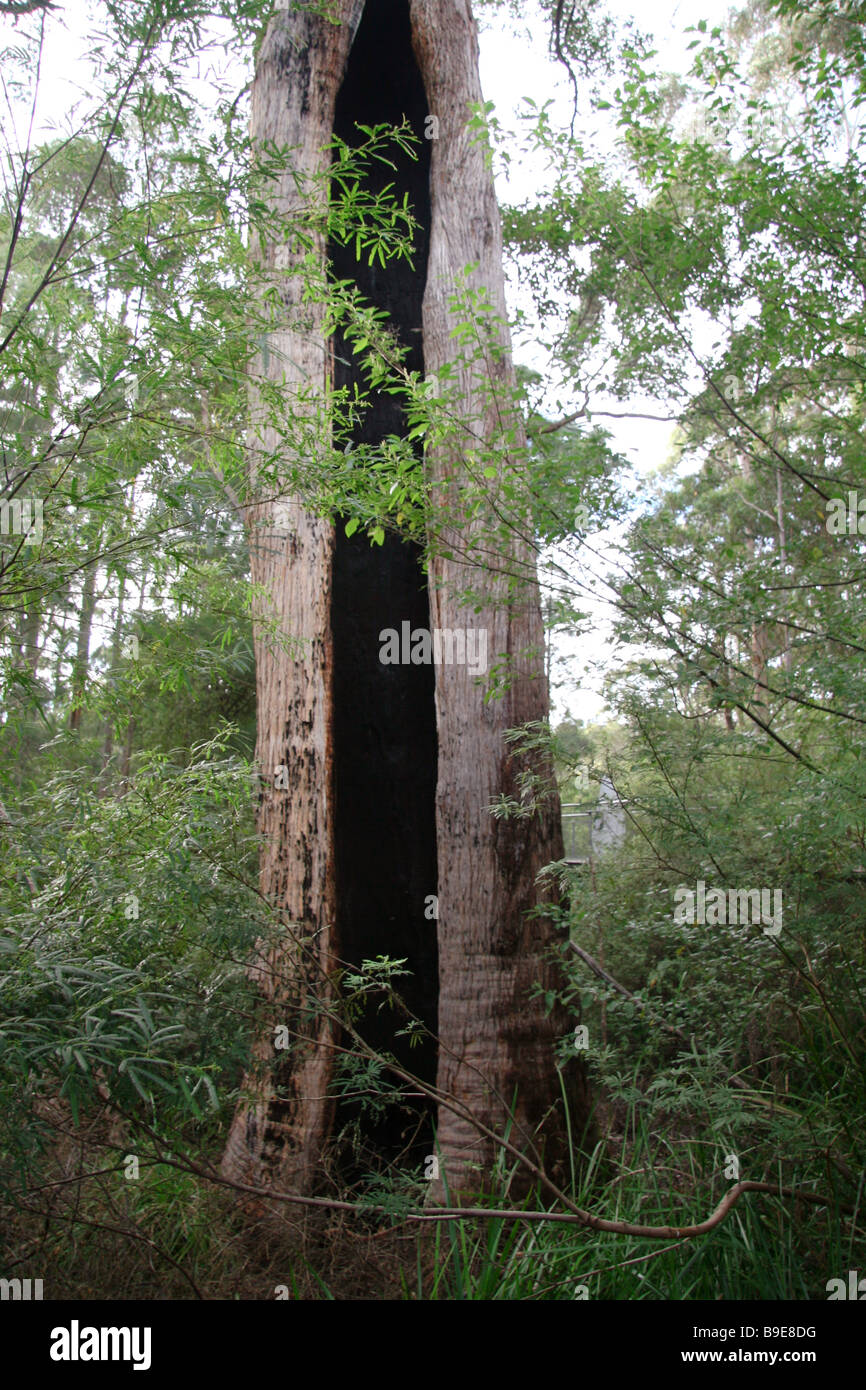 Burnt tree branches hi-res stock photography and images - Alamy