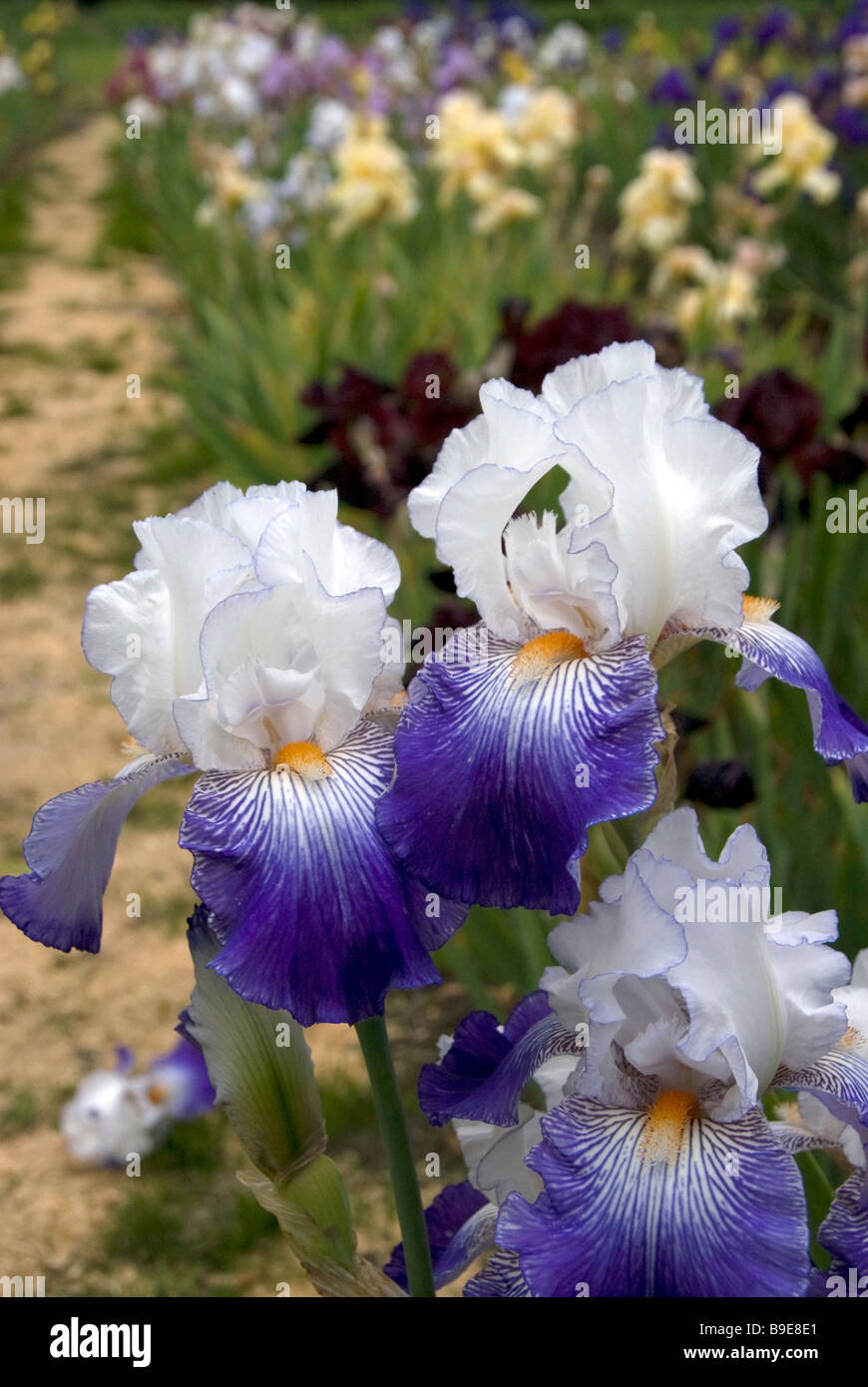 Tall bearded garden irises hi-res stock photography and images - Alamy