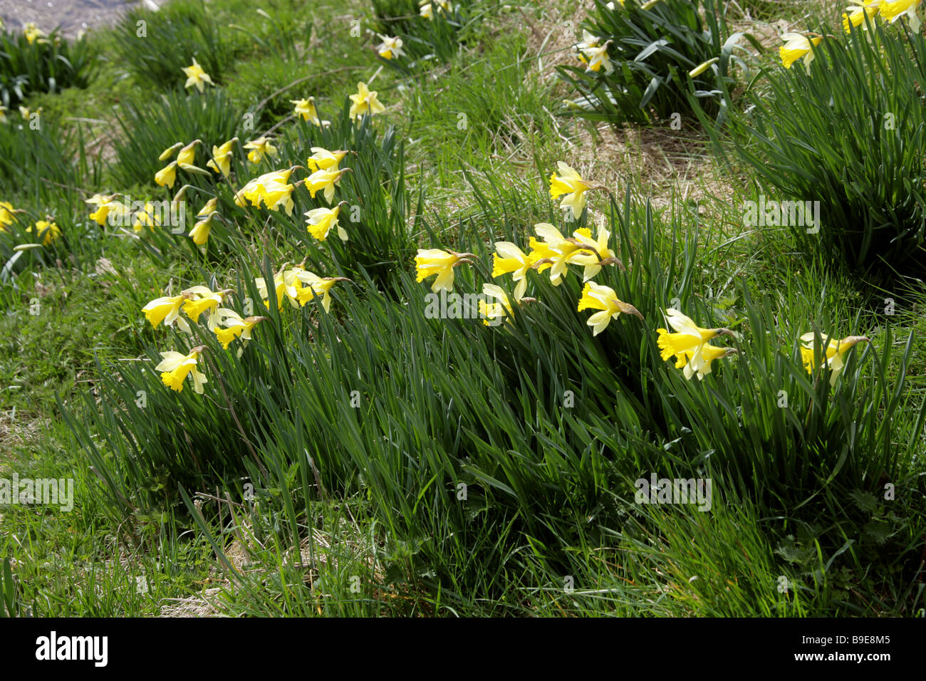Daffodils growing in grass hi-res stock photography and images - Alamy