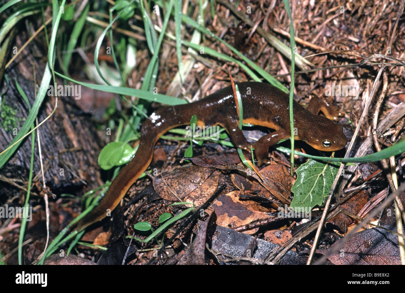 California Newt Taricha torosa a Native of the Santa Cruz Mountains ...