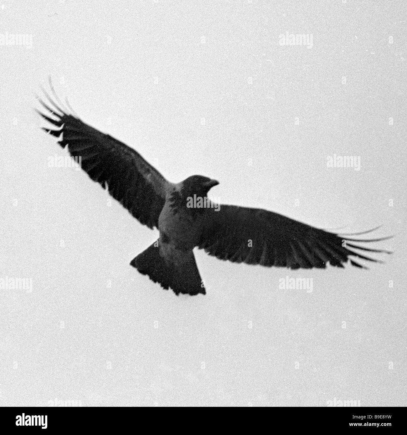 A flying crow Stock Photo - Alamy