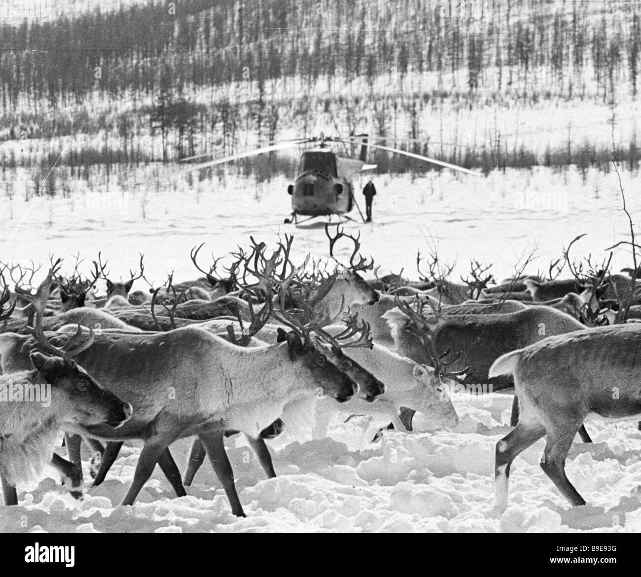 Reindeer herd of the Oimyakonsky state farm Stock Photo - Alamy