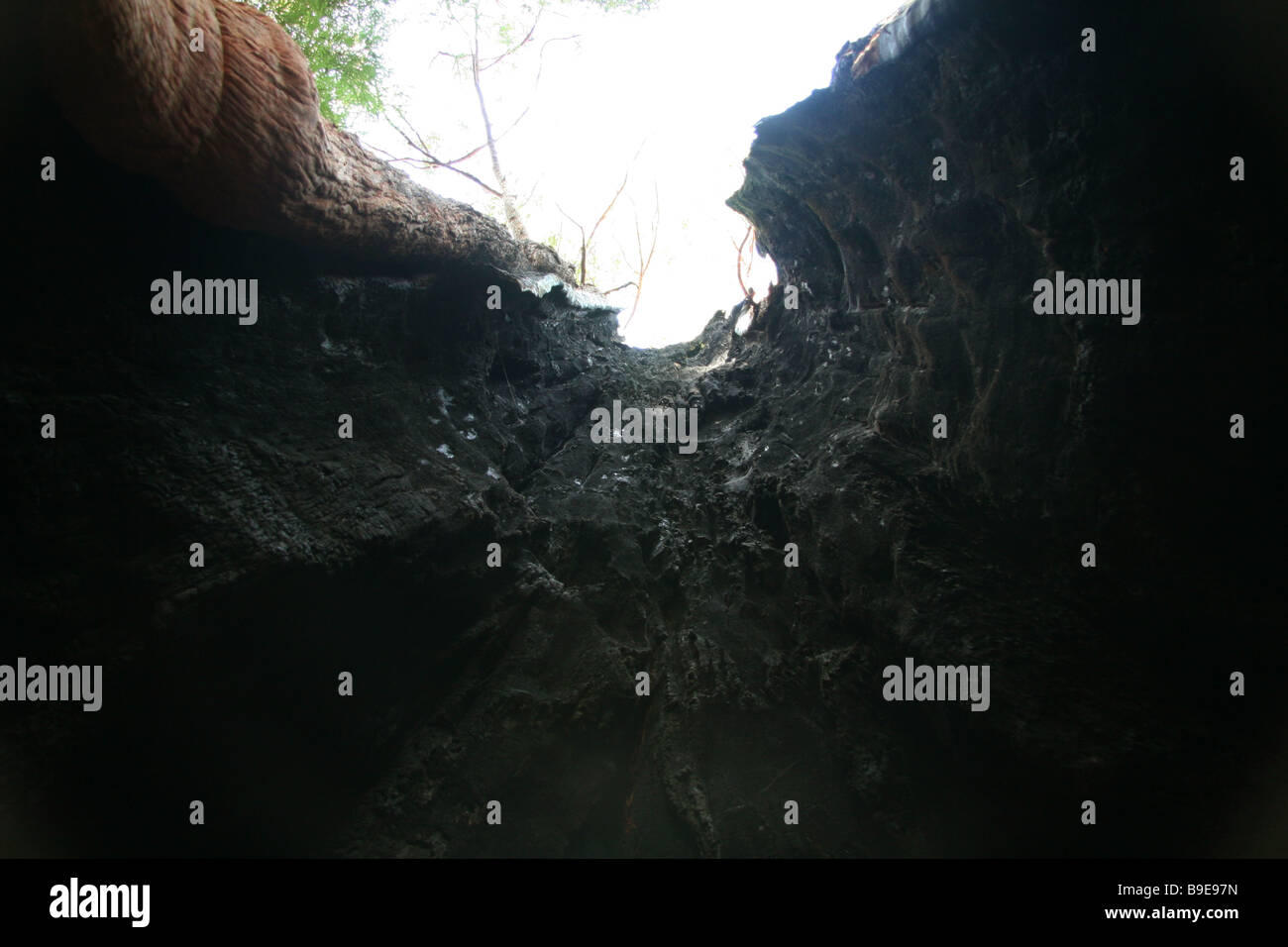 A burnt hollow trunk of giant tree in Valley of the Giants, Walpole ...