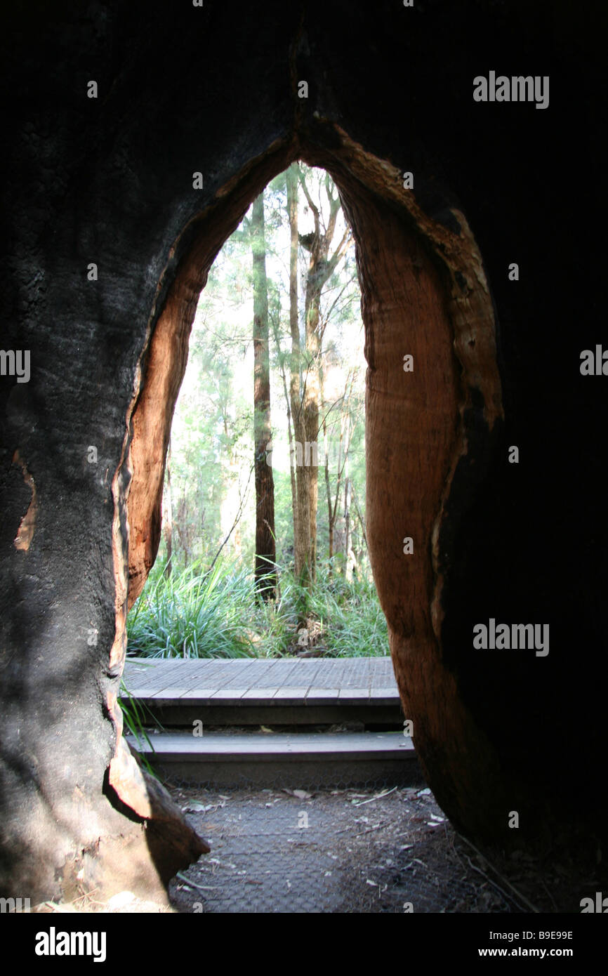 Marri bark hi-res stock photography and images - Alamy