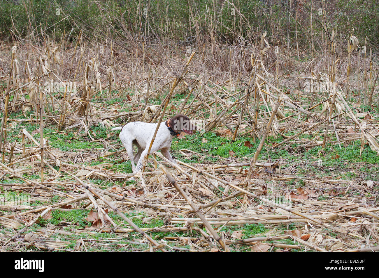 GERMAN SHORT HAIR POINTER POINTING A BOBWHITE QUAIL Stock Photo - Alamy