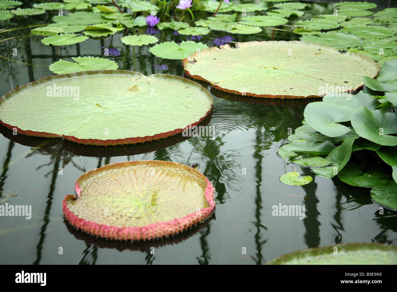 Victoria is the genus of giant water lilies in the plant family ...