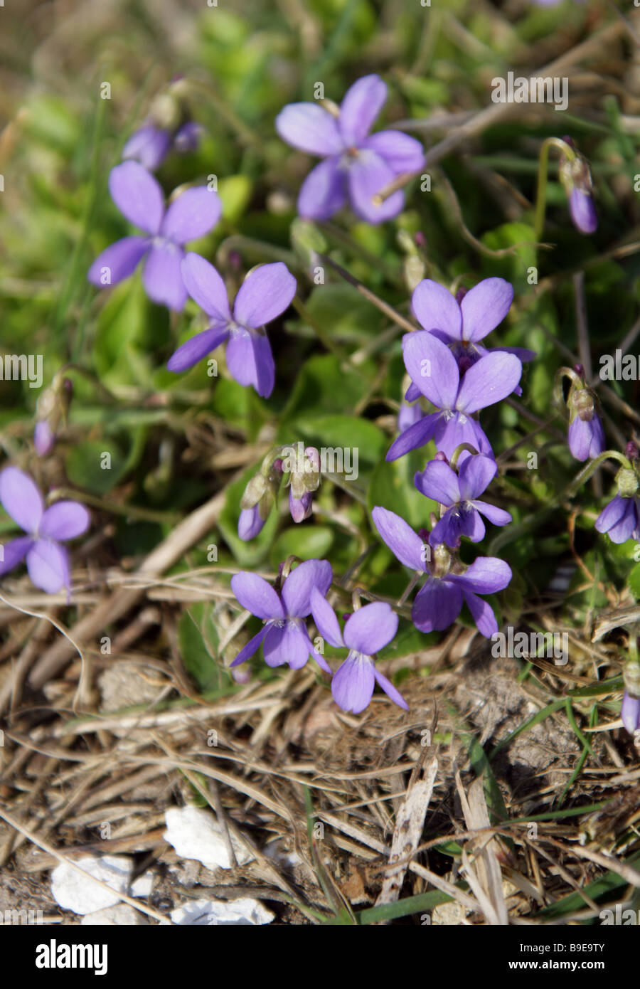 Common Dog Violet, Viola riviniana, Violaceae Stock Photo - Alamy