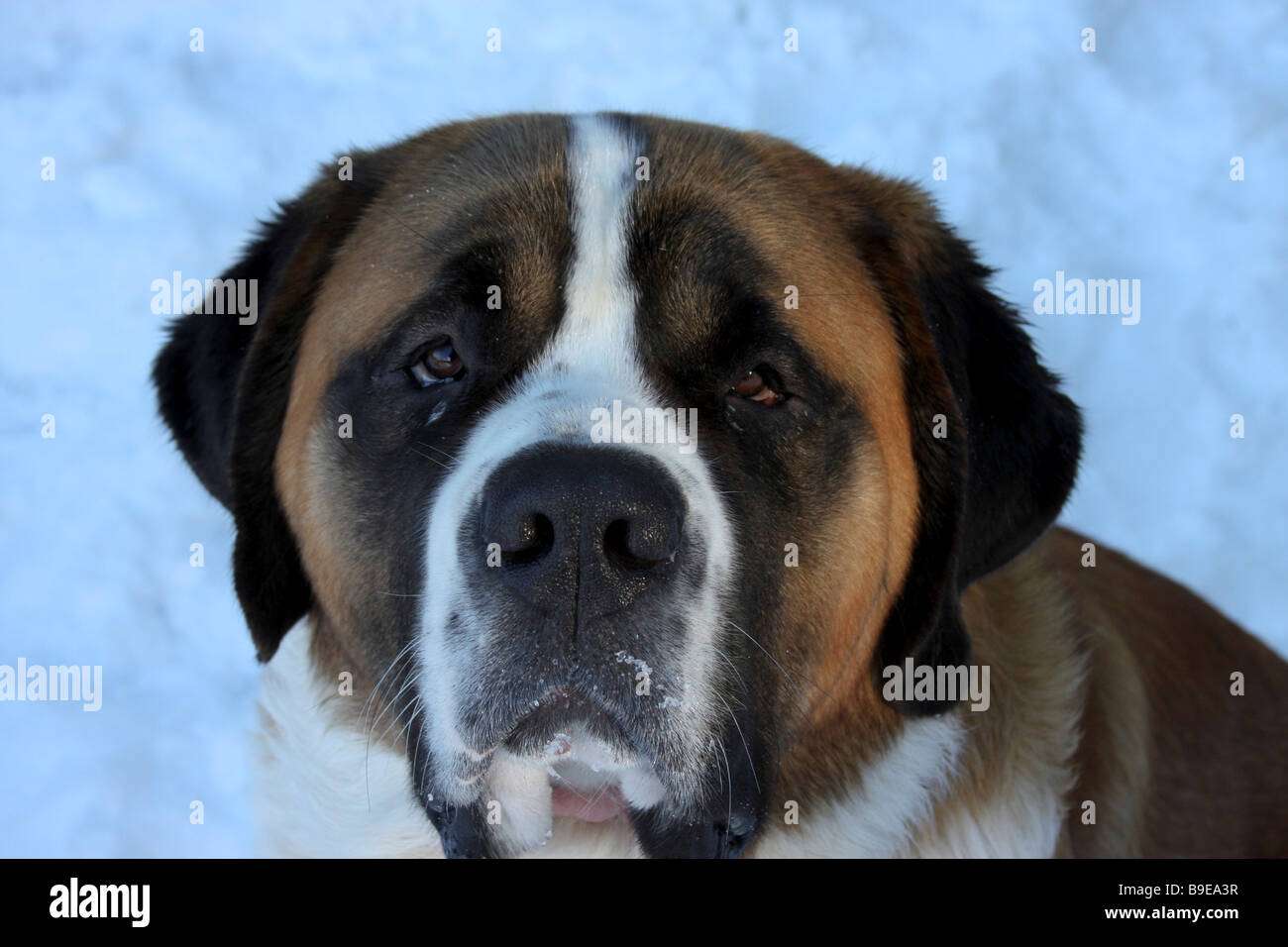 Head of a Saint Bernard dog with a snow background Stock Photo - Alamy