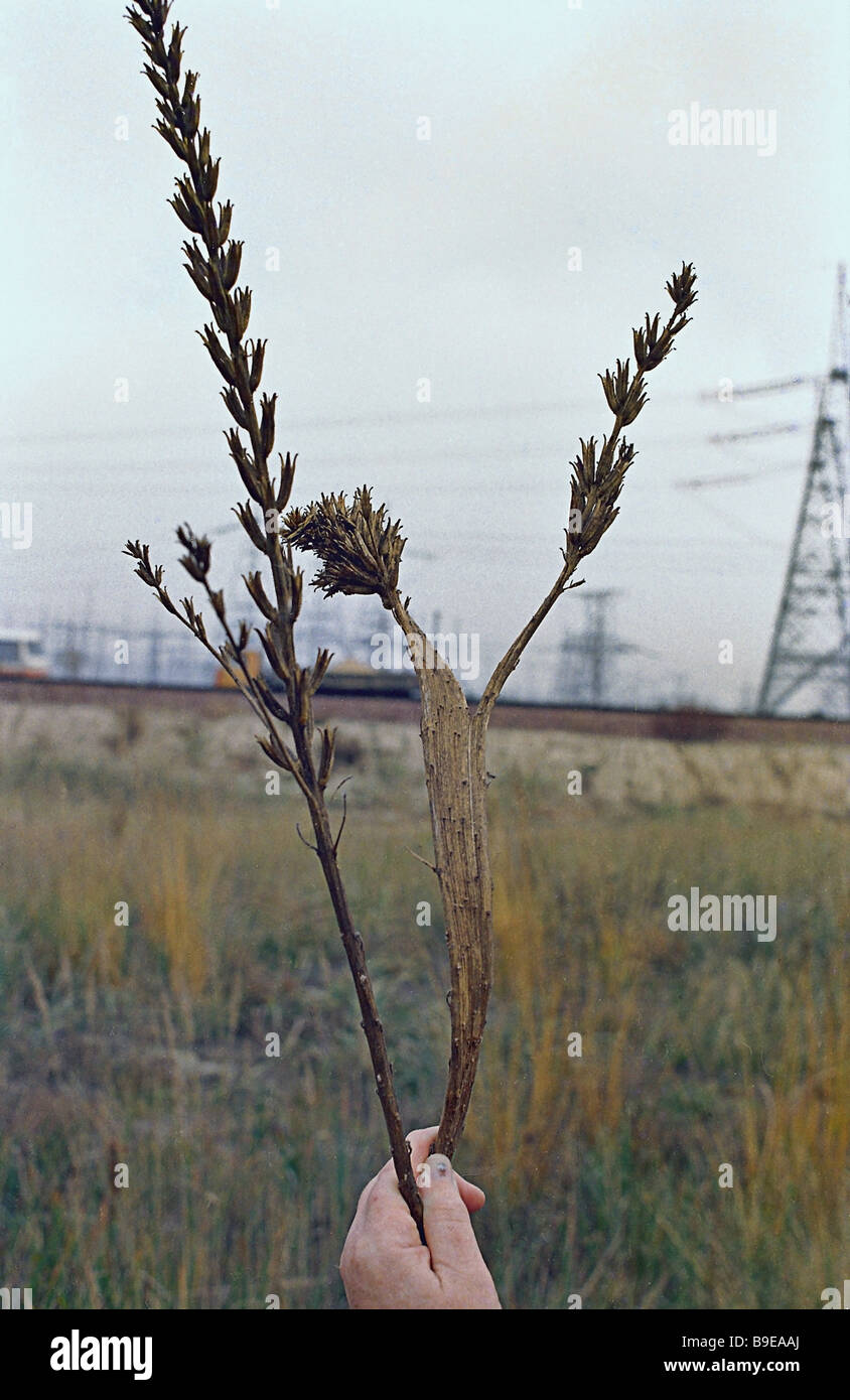The herb right that grew two years after the accident on the Chernobyl ...