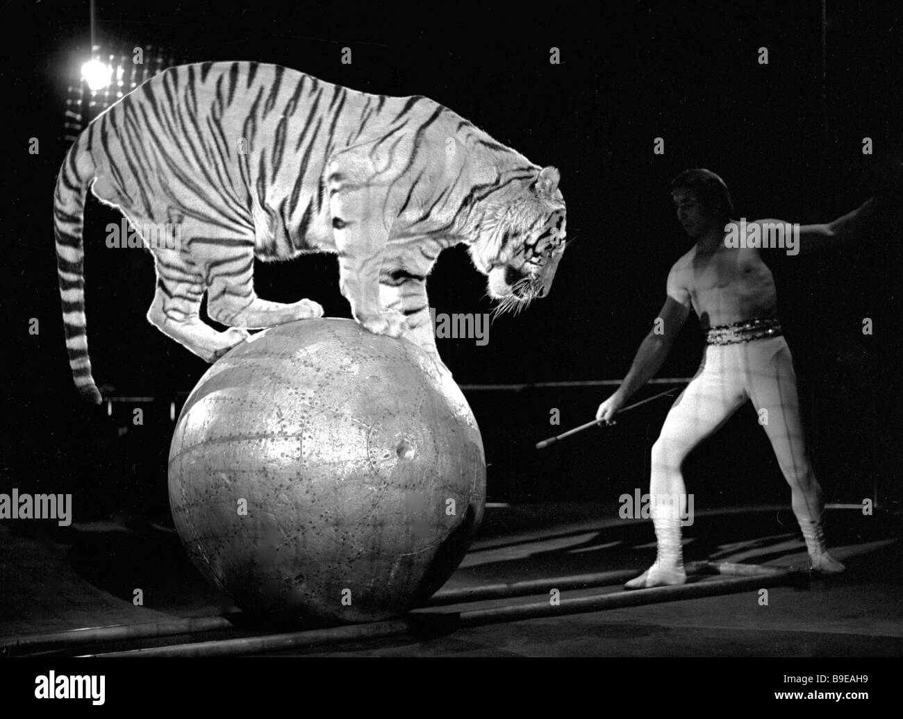 Circus Show Tiger Tamer High Resolution Stock Photography and Images ...