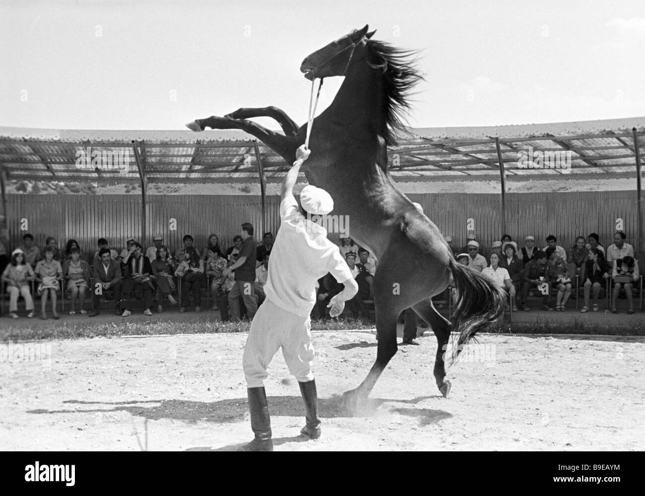 Prancing Horse Stock Photos & Prancing Horse Stock Images - Alamy