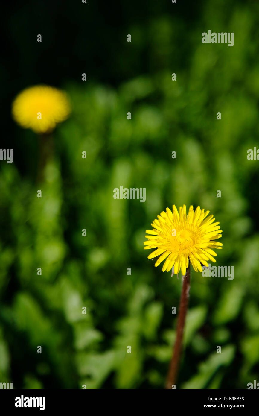 Spring boom hi-res stock photography and images - Alamy