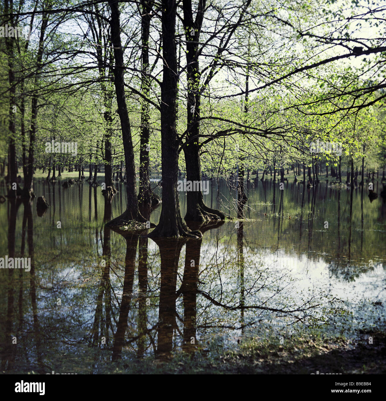 High waters flood the riverside forest Stock Photo - Alamy