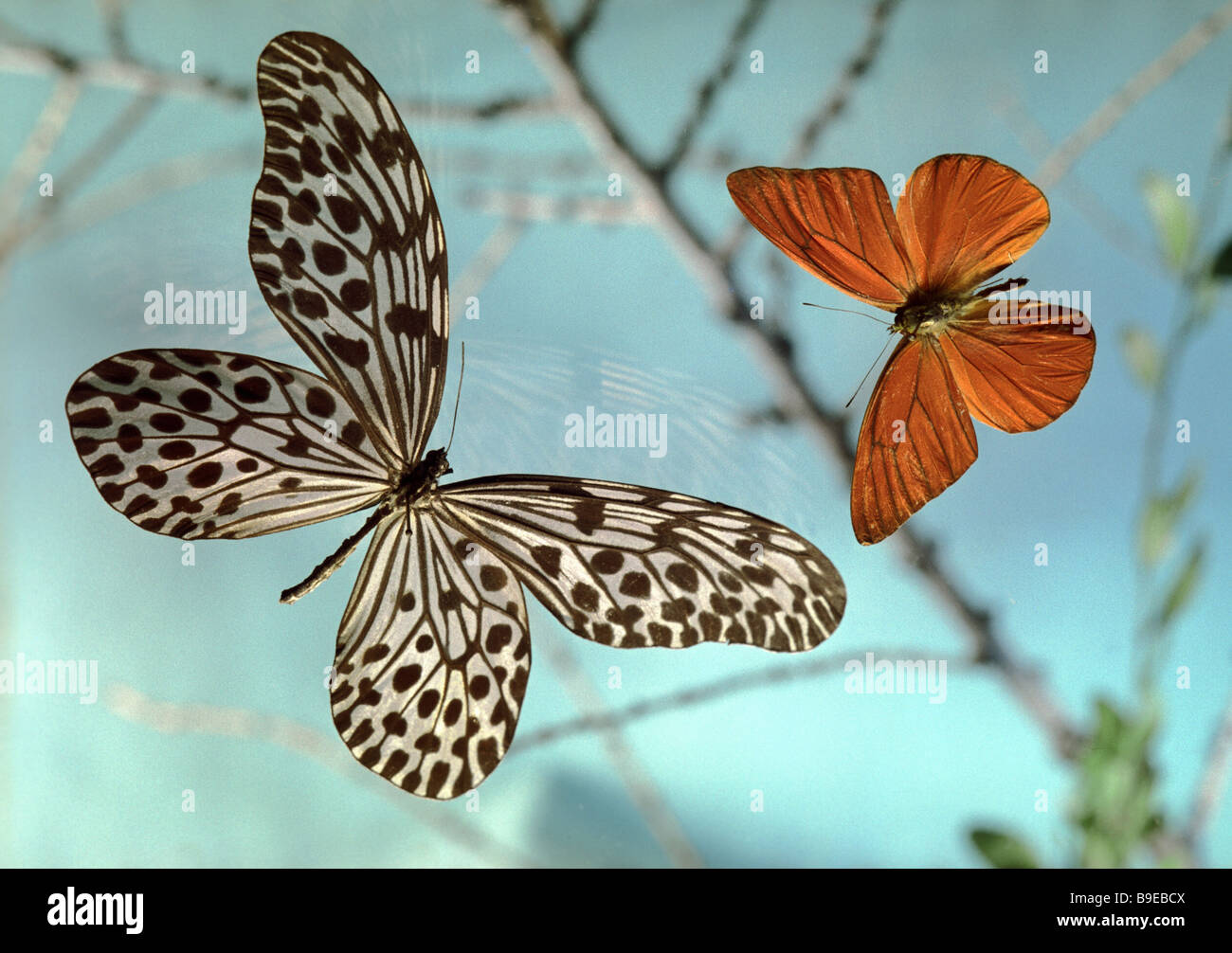 Appias High Resolution Stock Photography and Images - Alamy
