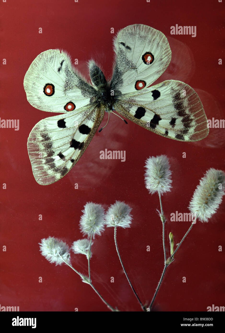 Apollo butterfly living in North Africa Stock Photo - Alamy