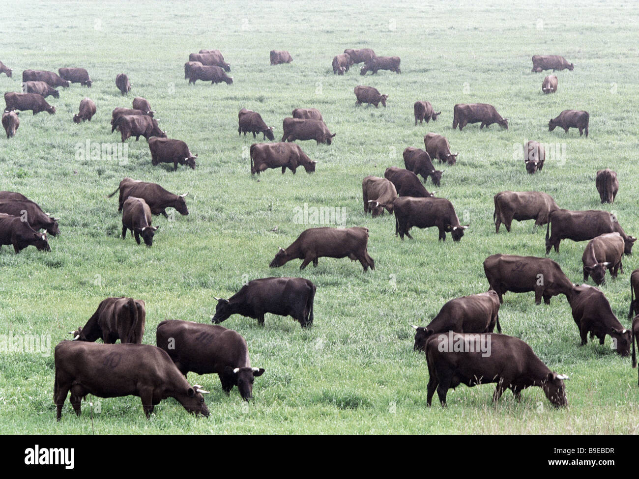 A herd of cattle pasturing Stock Photo - Alamy