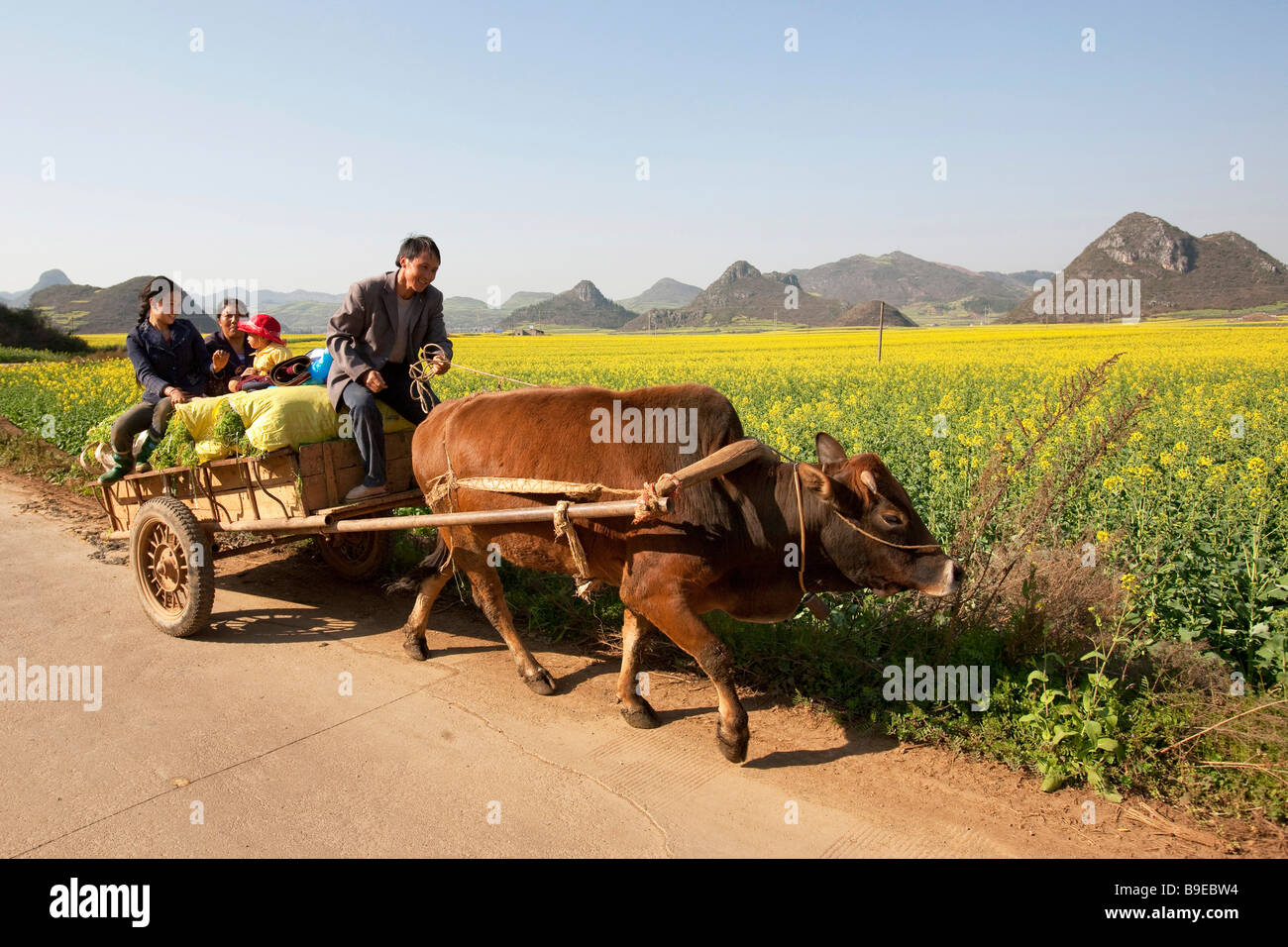 A family enjoy a ride on their ox cart in rural China near Luoping ...