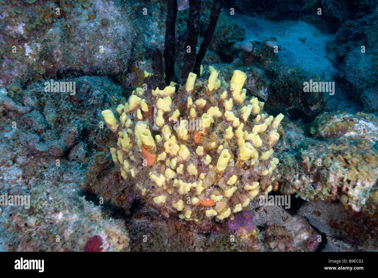 Caribbean underwater life Stock Photo - Alamy