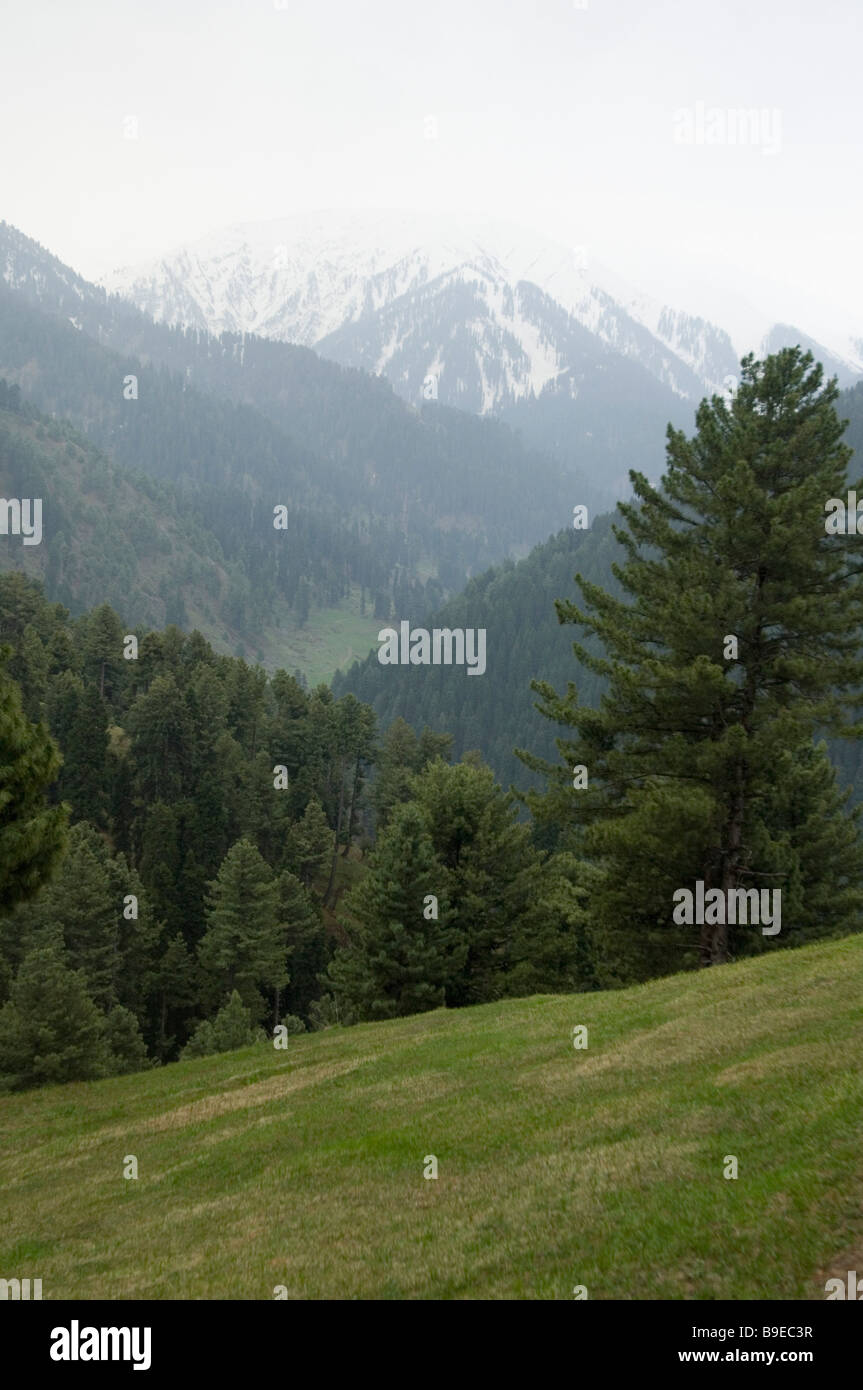 Kashmir tree hi-res stock photography and images - Alamy