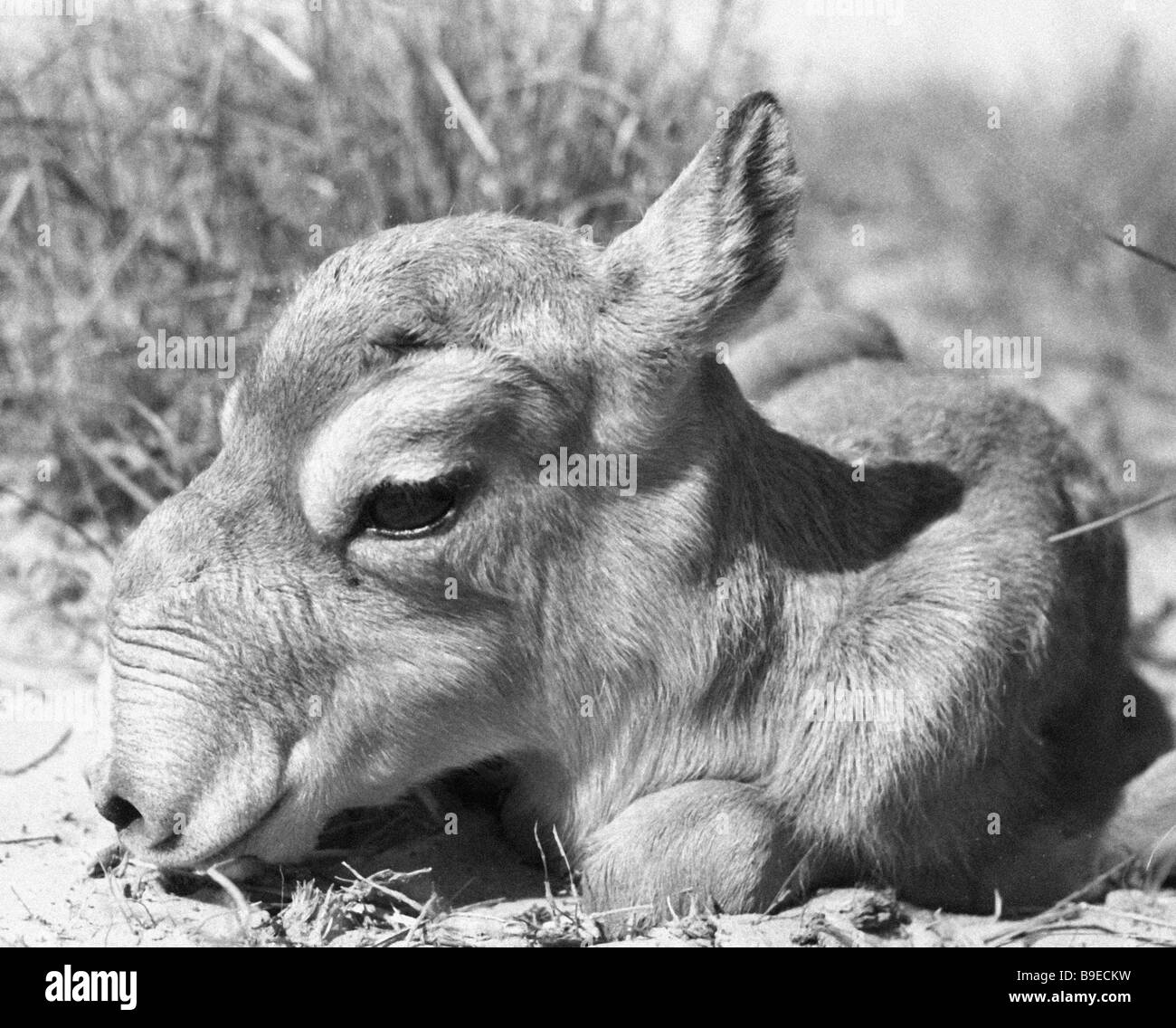 Saiga s young Stock Photo - Alamy