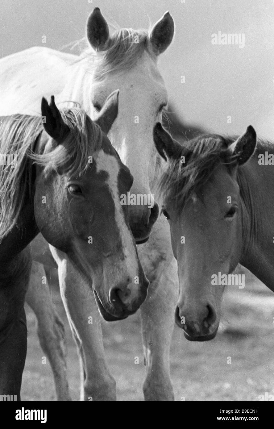 Horses of the Kyrgyz breed Stock Photo - Alamy