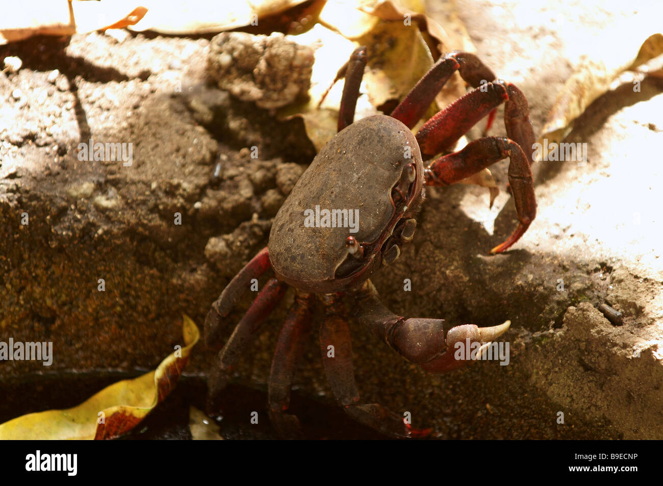Terrestrial crab hi-res stock photography and images - Alamy