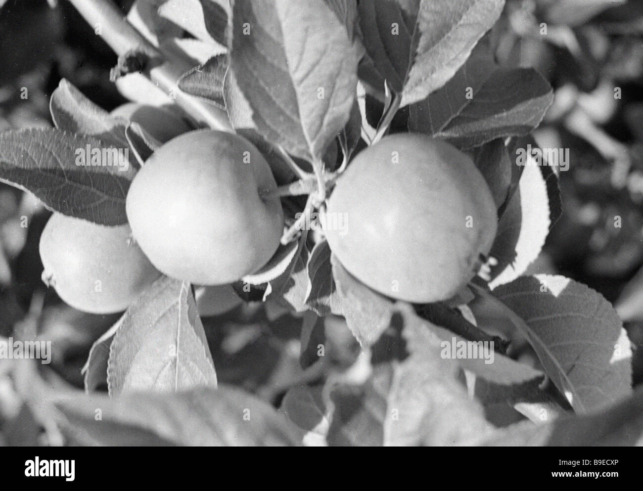 The first apples of frost resistant apple trees in the Arctic These ...