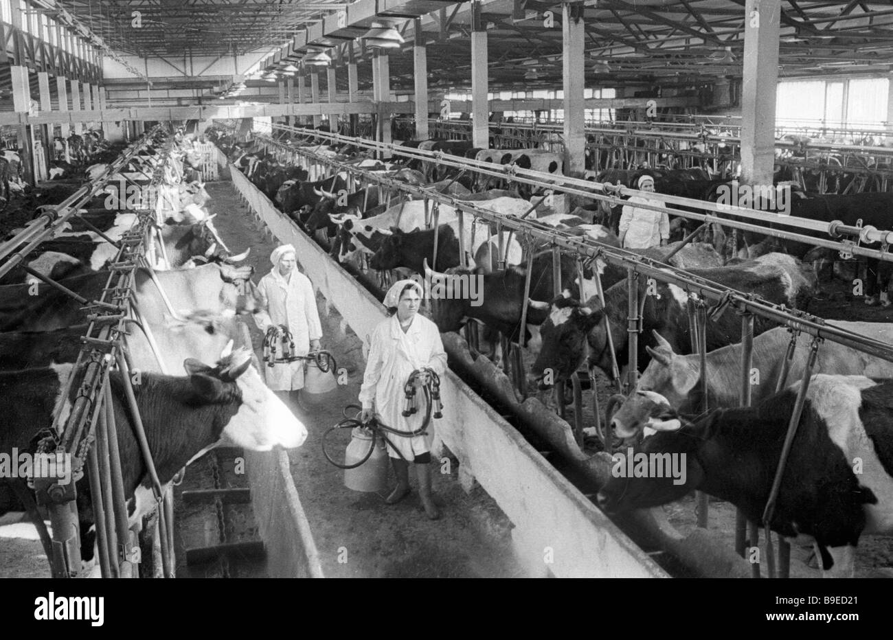 A cowshed of the Torbeyevsky state farm Stock Photo - Alamy