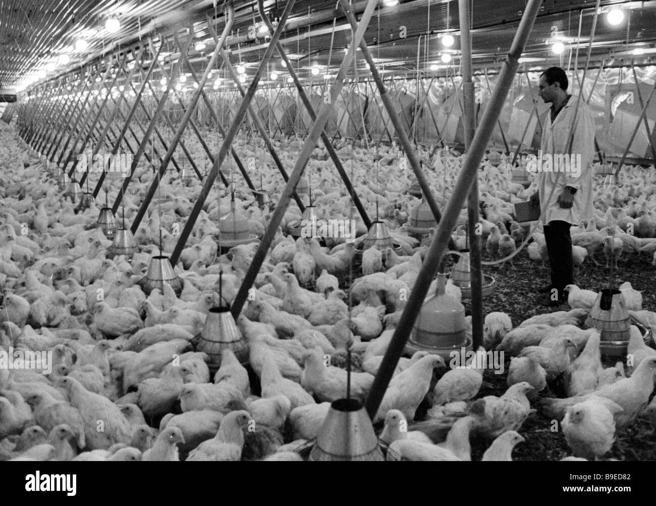 Broiler chicken farm Friendship Between Nations Stock Photo - Alamy
