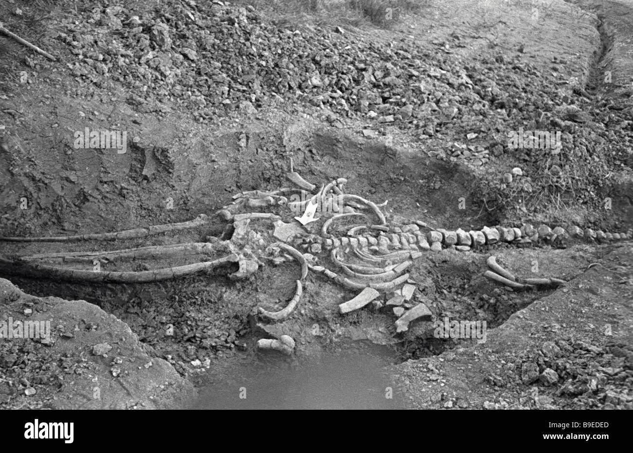 Ancient Skeleton High Resolution Stock Photography and Images - Alamy