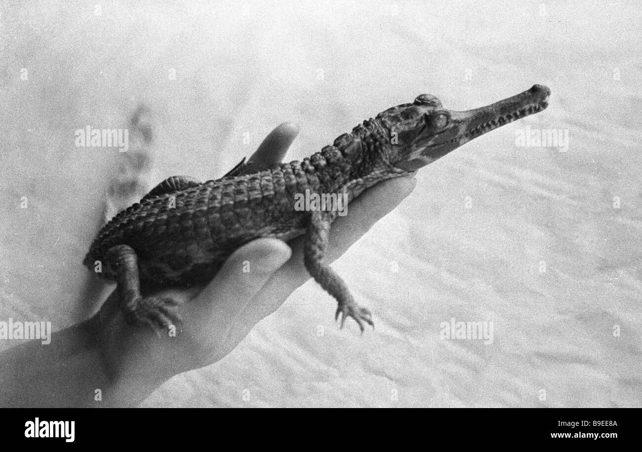 Baby Gavial