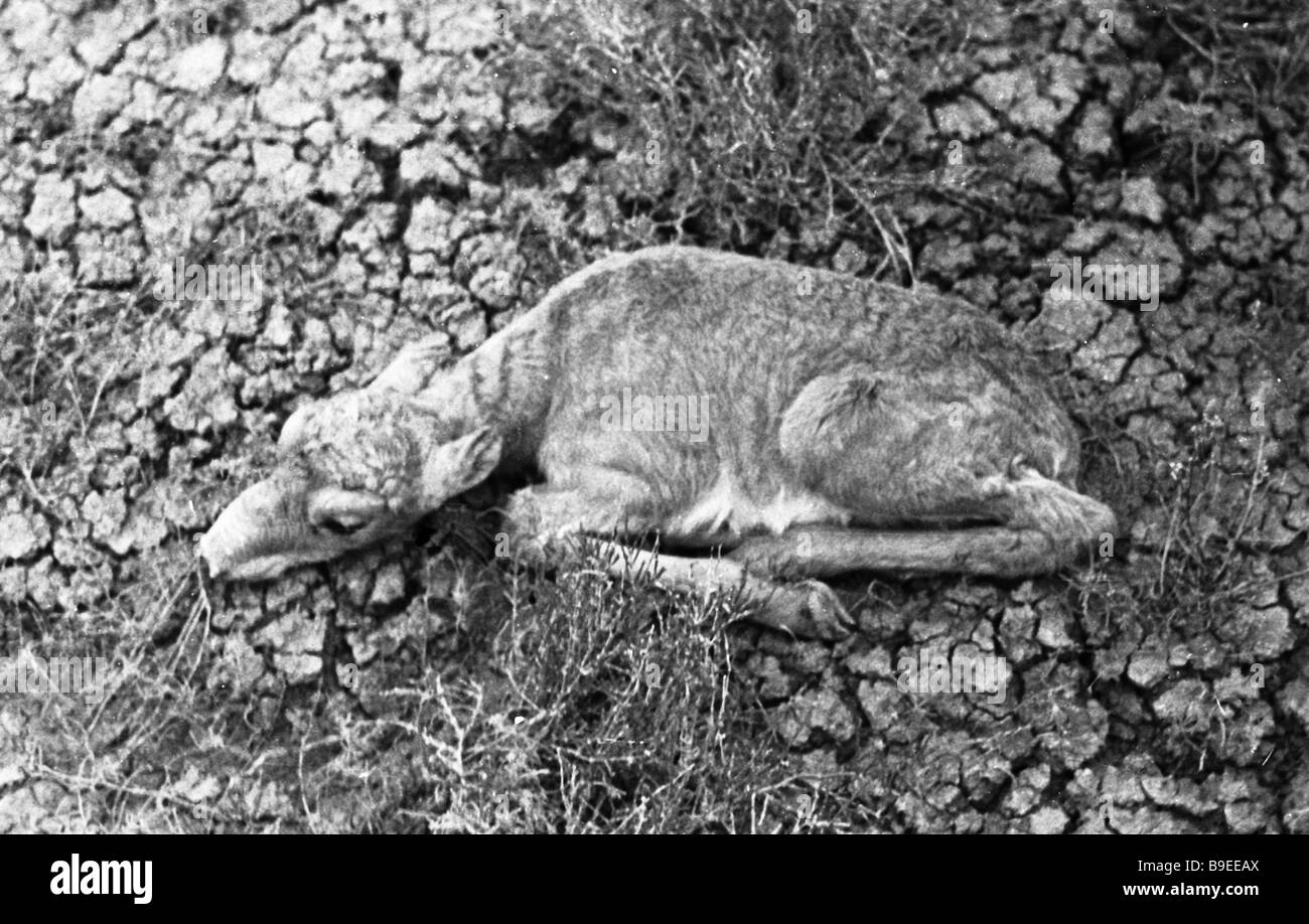 Saiga newborn lies on bare land Stock Photo - Alamy