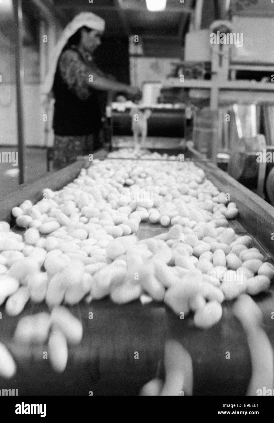 Silk cocoon production at the Krupskaya factory Stock Photo - Alamy