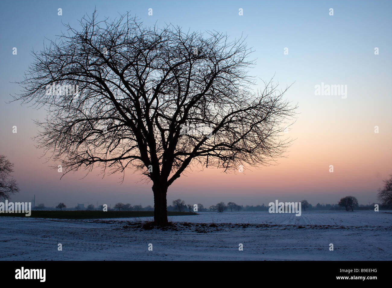 tree photography in winter Stock Photo - Alamy