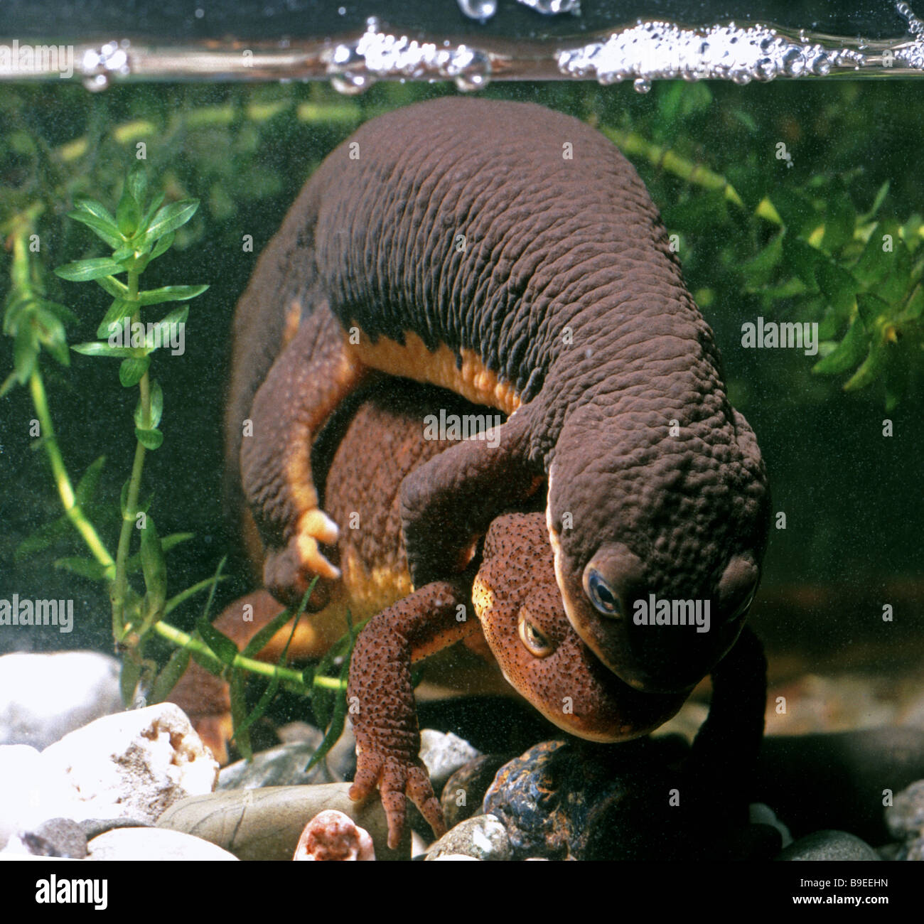 Taricha granulosa hi-res stock photography and images - Alamy