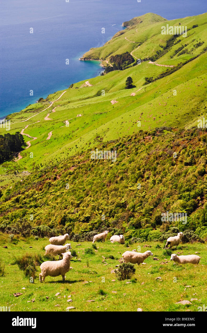 Overlooking Titirangi Bay Marlborough South Island New Zealand Stock ...