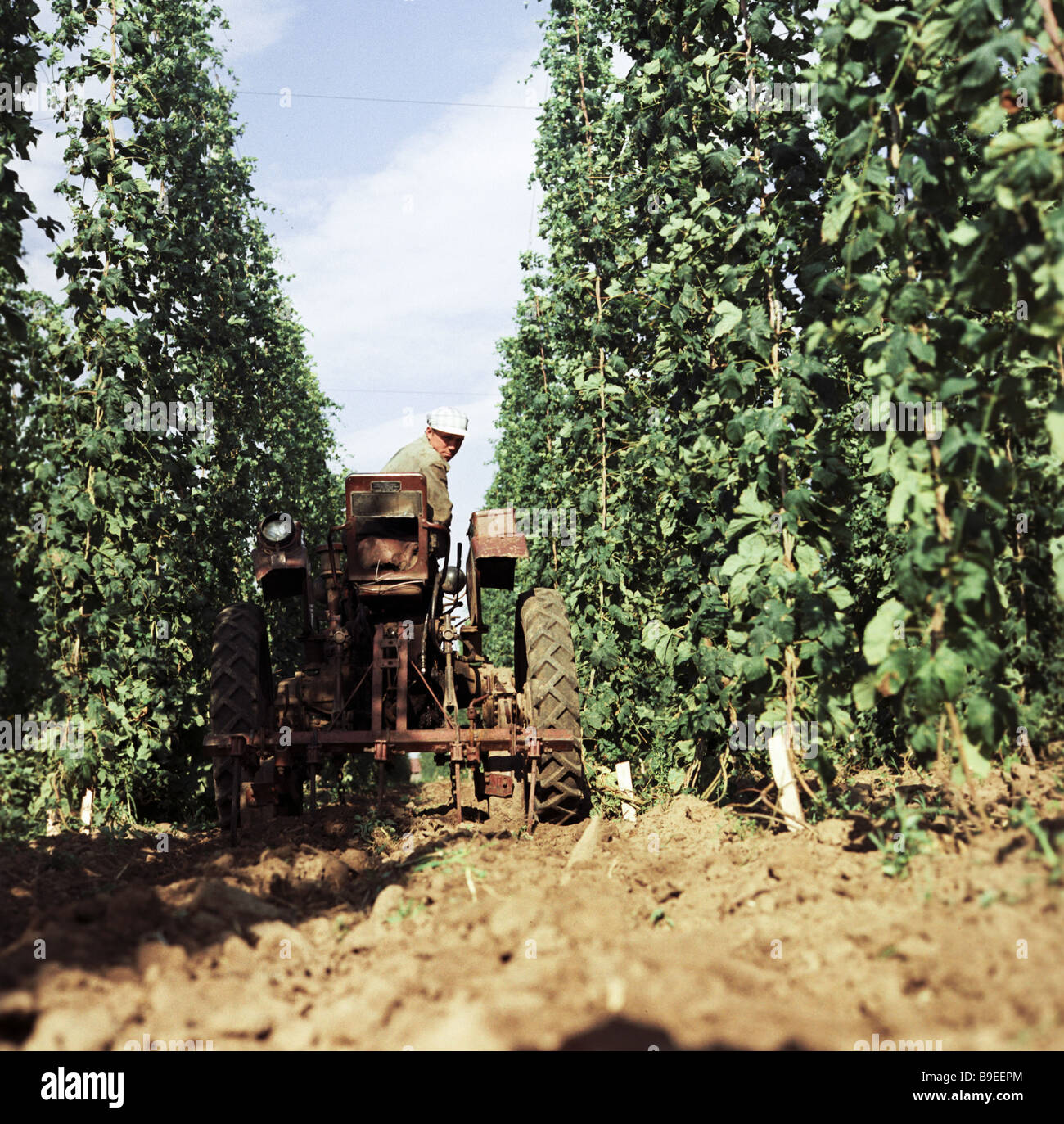 A collective farm tractor in a hop plantation in the Cheboksary ...