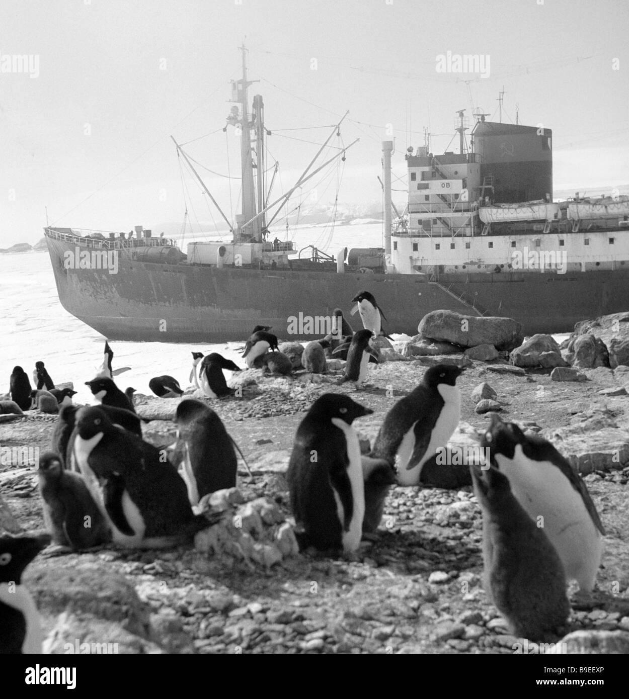 Penguins against the background of a Soviet research vessel as they ...