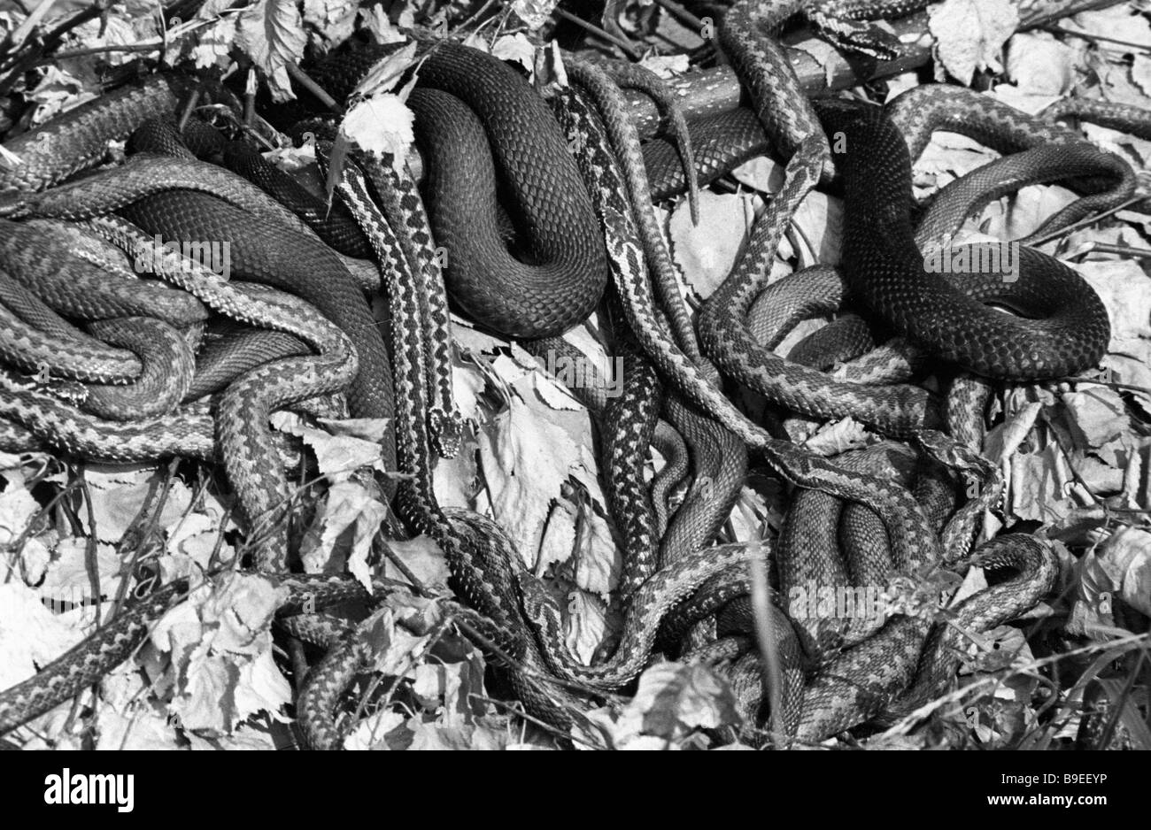 Snakes in a serpentarium Stock Photo - Alamy
