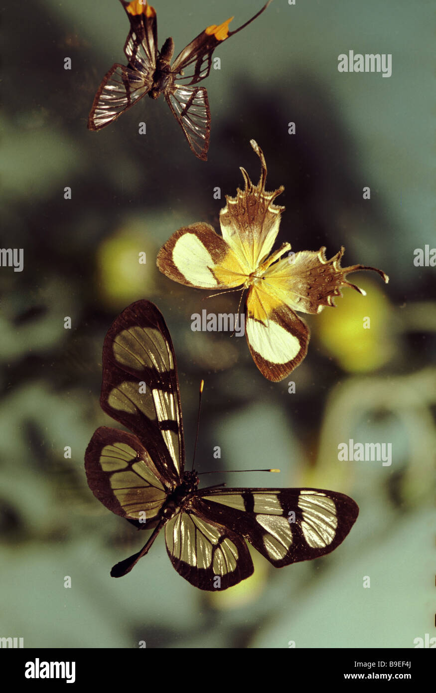 Brazilian butterflies bottom to top Saeonia Heliothis and Thyridia ...