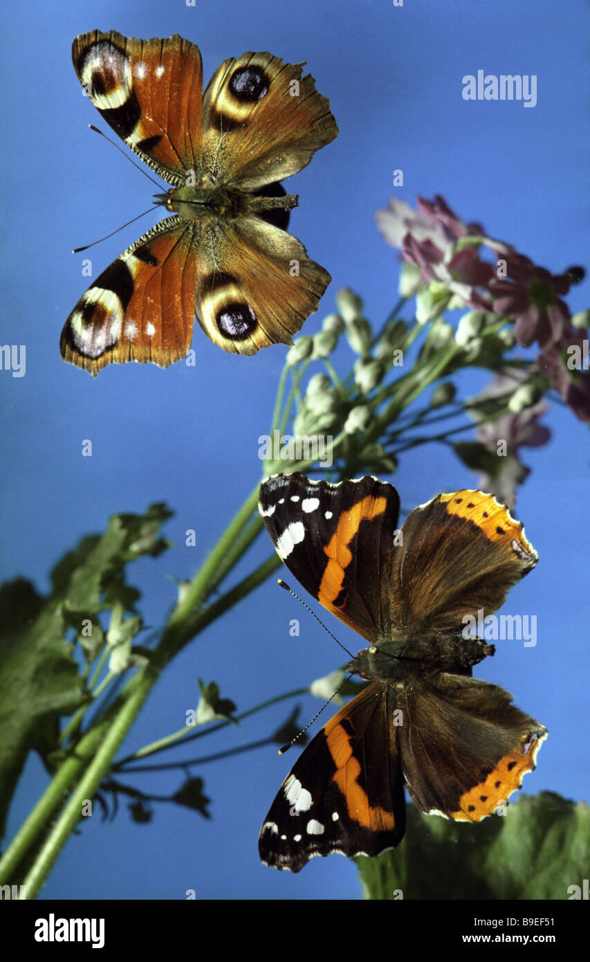 Peacock butterfly from above and admiral from below living in Europe ...