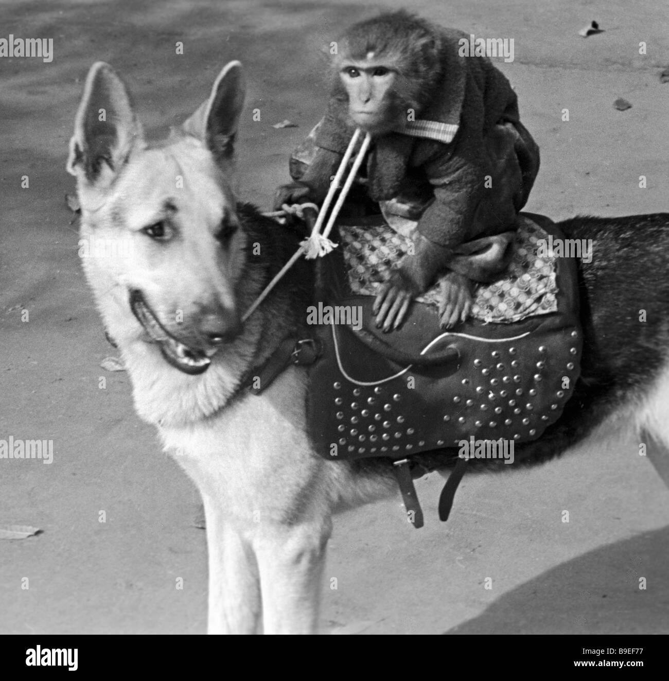 A monkey riding a dog the Durov s Corner Stock Photo - Alamy
