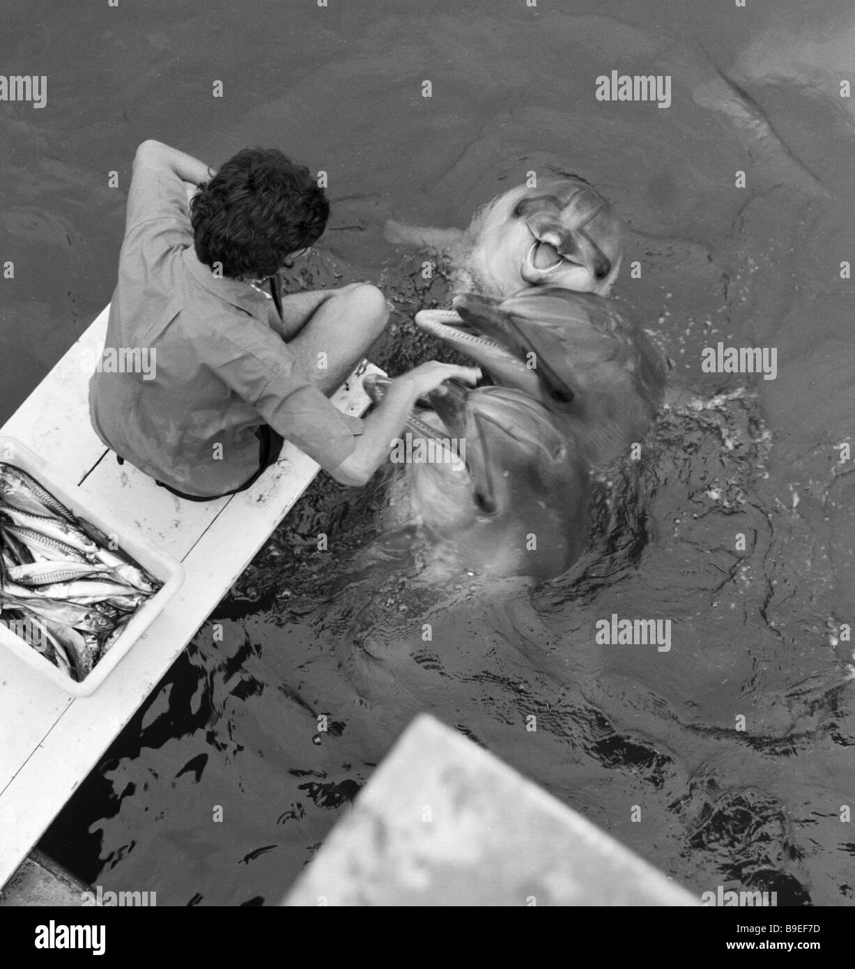 Experiments with young dolphins at the Batumi Dolphinarium Stock Photo ...