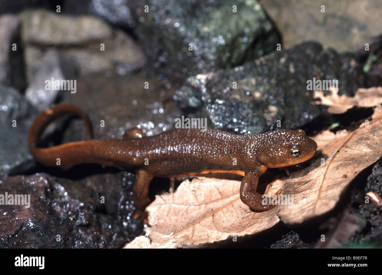 Taricha torosa torosa hi-res stock photography and images - Alamy