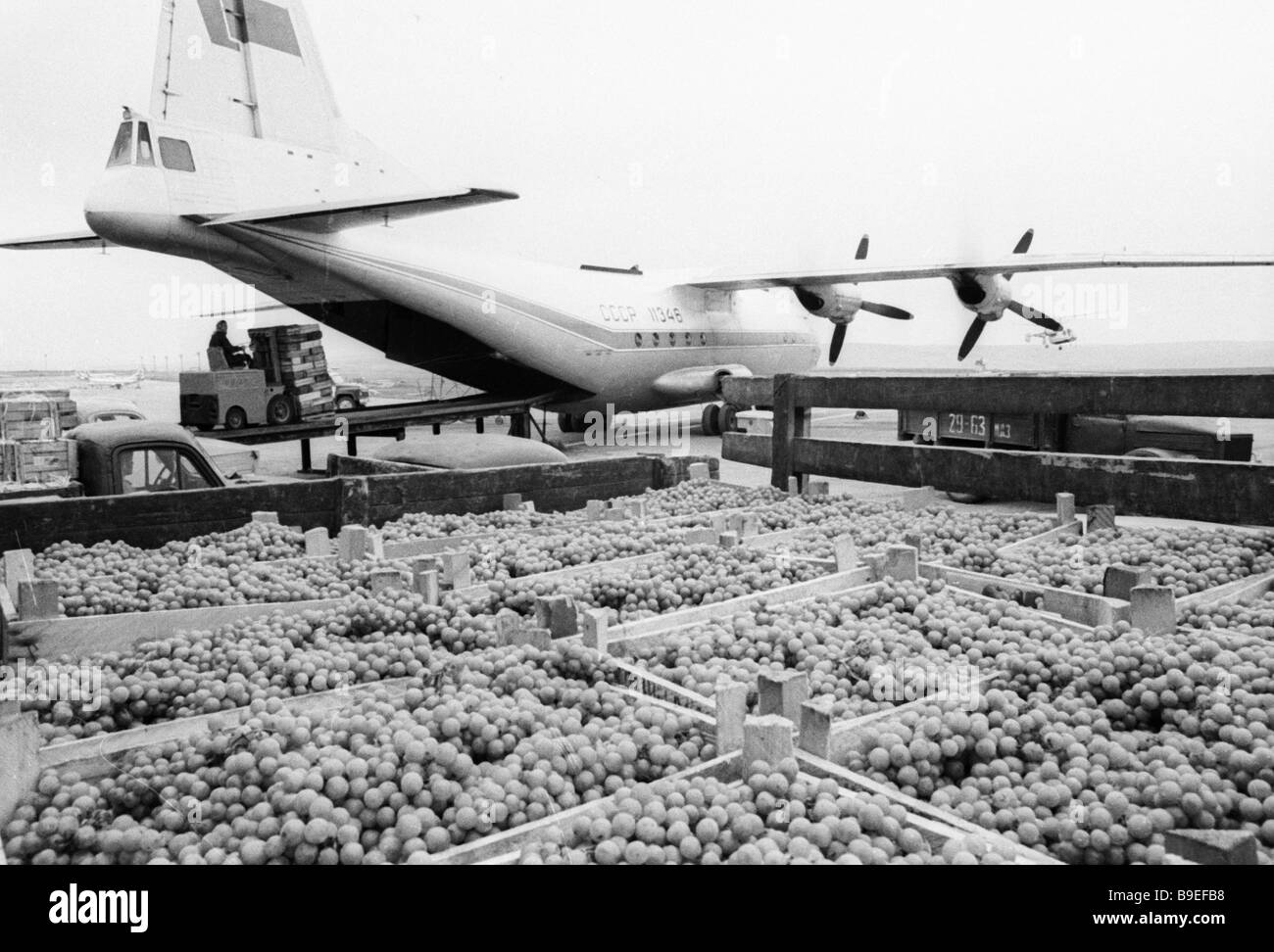 Fruit in boxes ready for dispatch by air Stock Photo - Alamy