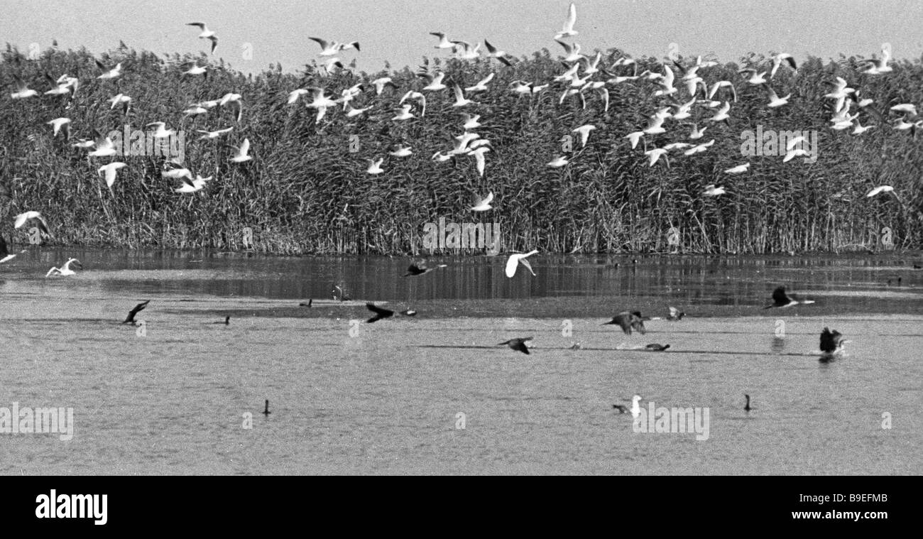 Reserve in the Lenkoran district Stock Photo - Alamy