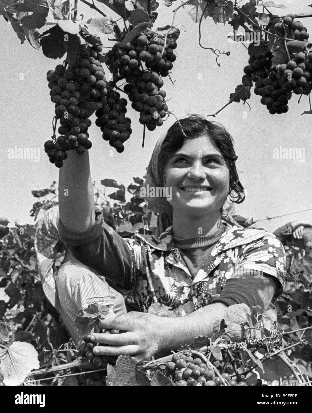 Grape picker from a Lenkoran state farm Stock Photo - Alamy