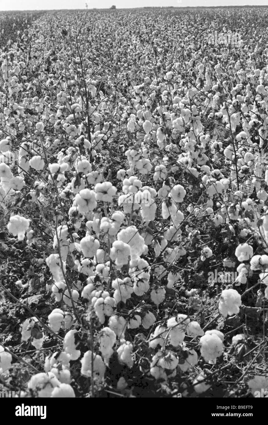Cotton Field Black and White Stock Photos & Images - Alamy